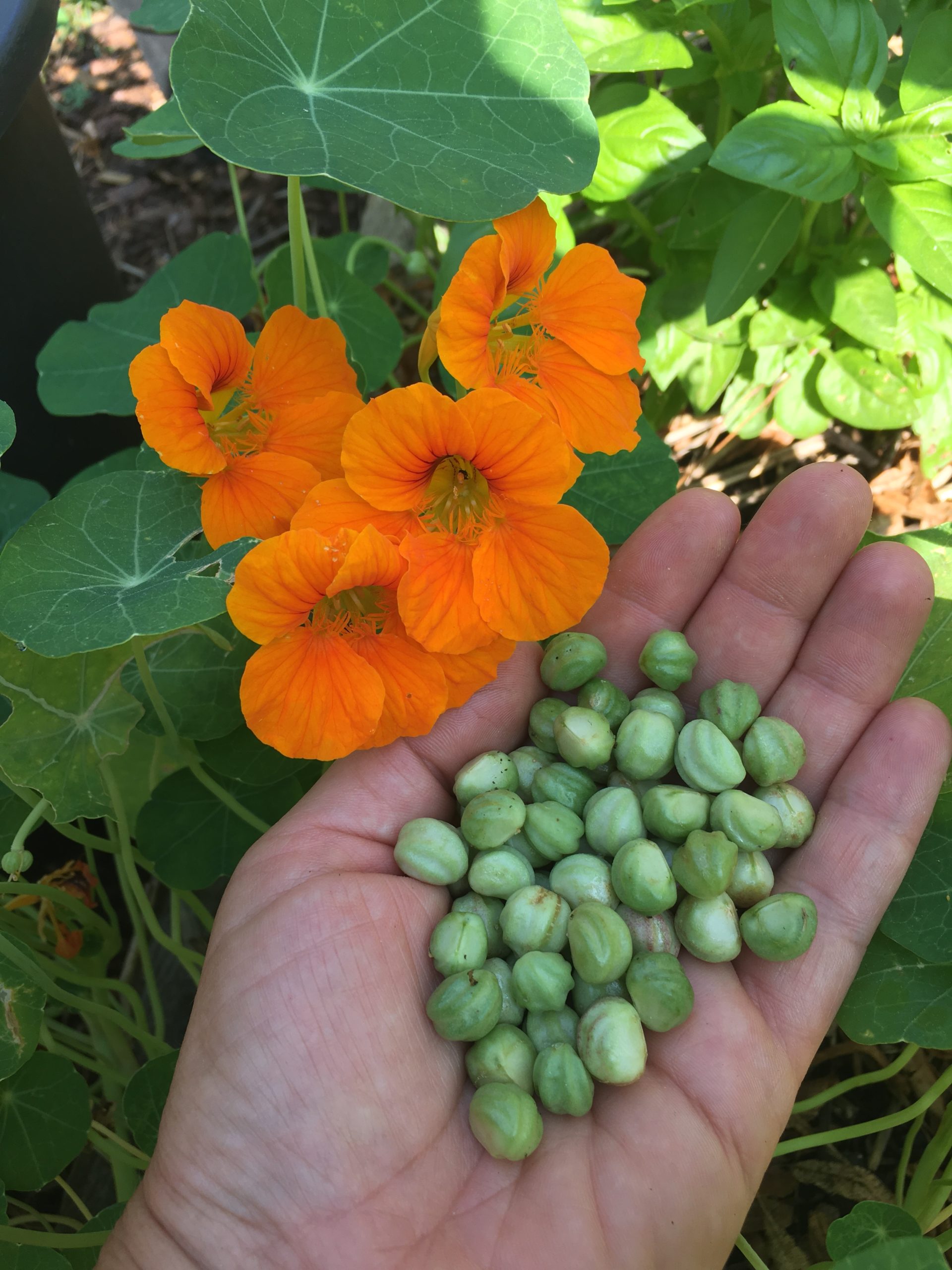 Shiny, Happy Nasturtiums: A Flower for Edible landscapes - Edible ...