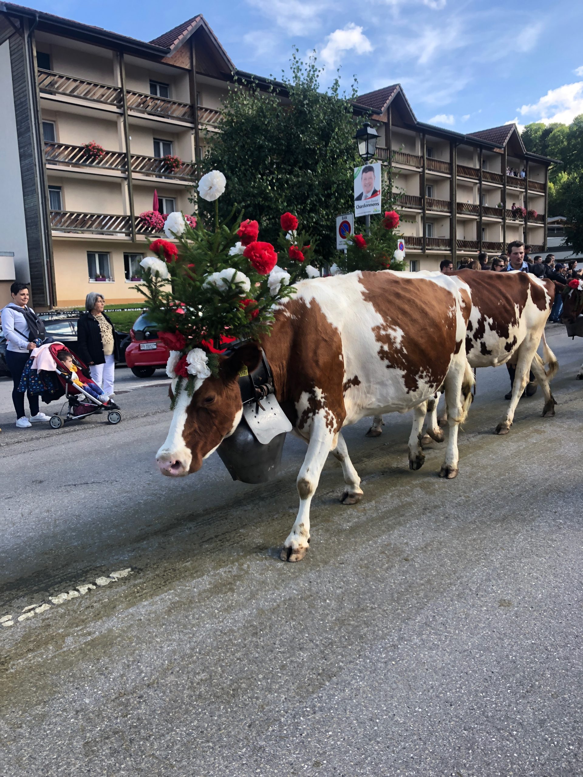 Désalpe: when the cows come home | Edible Switzerland